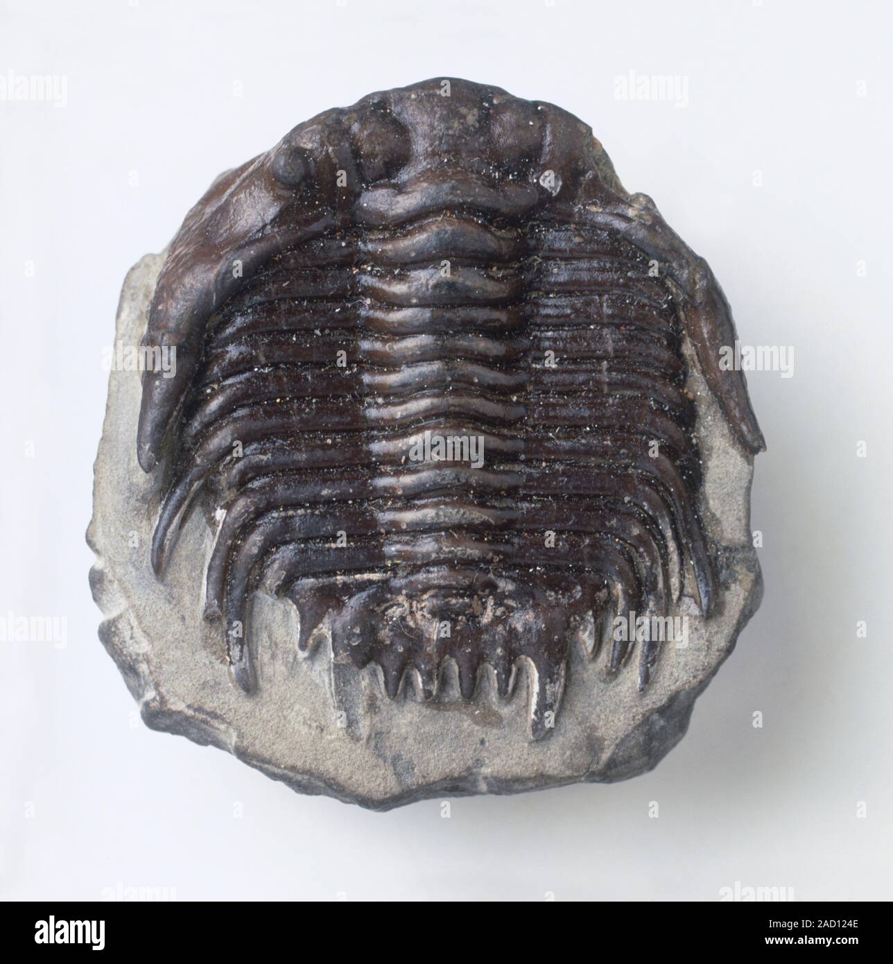 Trilobite (Leonaspis), fossilised exoskeleton in limestone, close-up ...