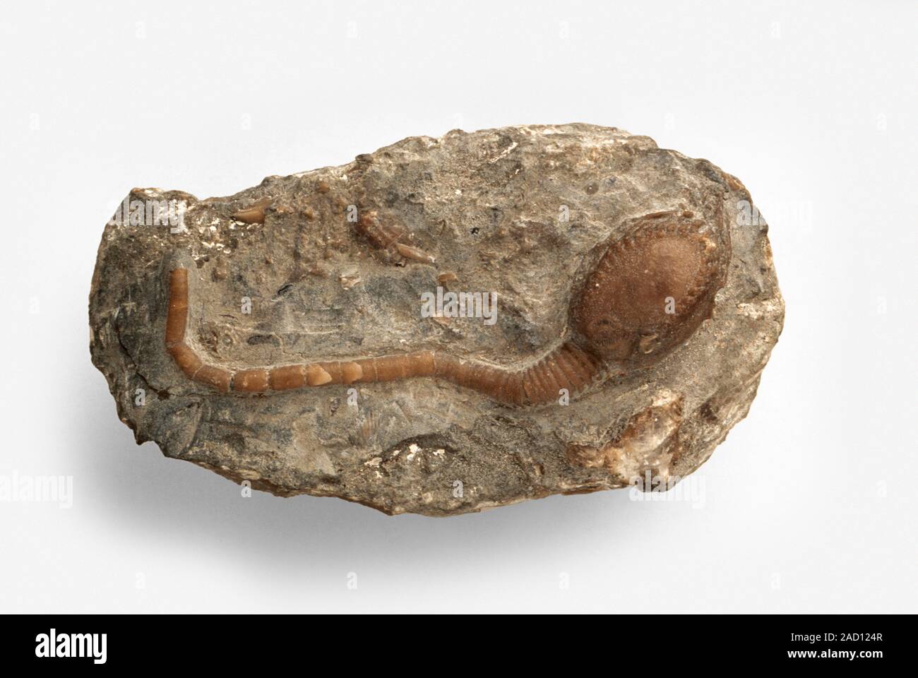 Cystoid (Lepadocrinite) fossilised in Wenlock limestone, featuring ...