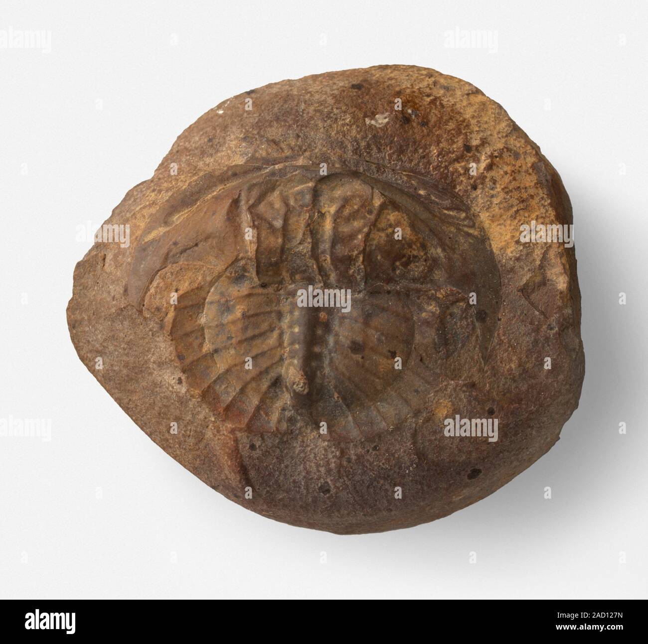 Fused abdominal segments of Chelicerata Euproops fossilized in coal ...