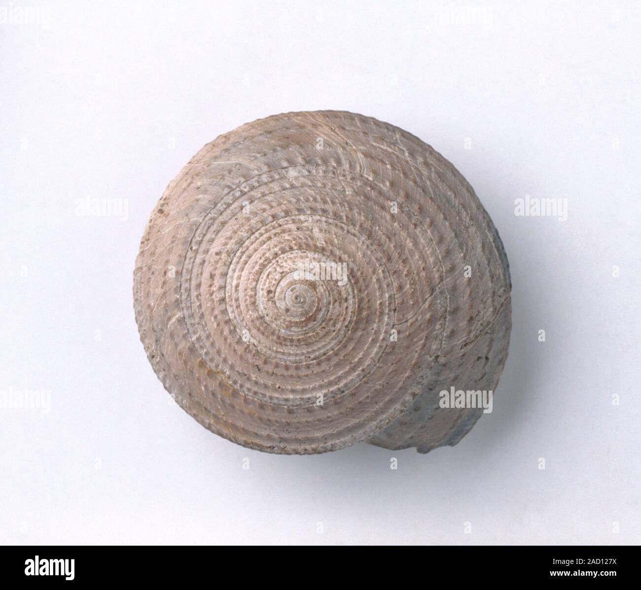 Gastropods - Granosolarium: Granosolarium elaboratum (Sundial shell ...