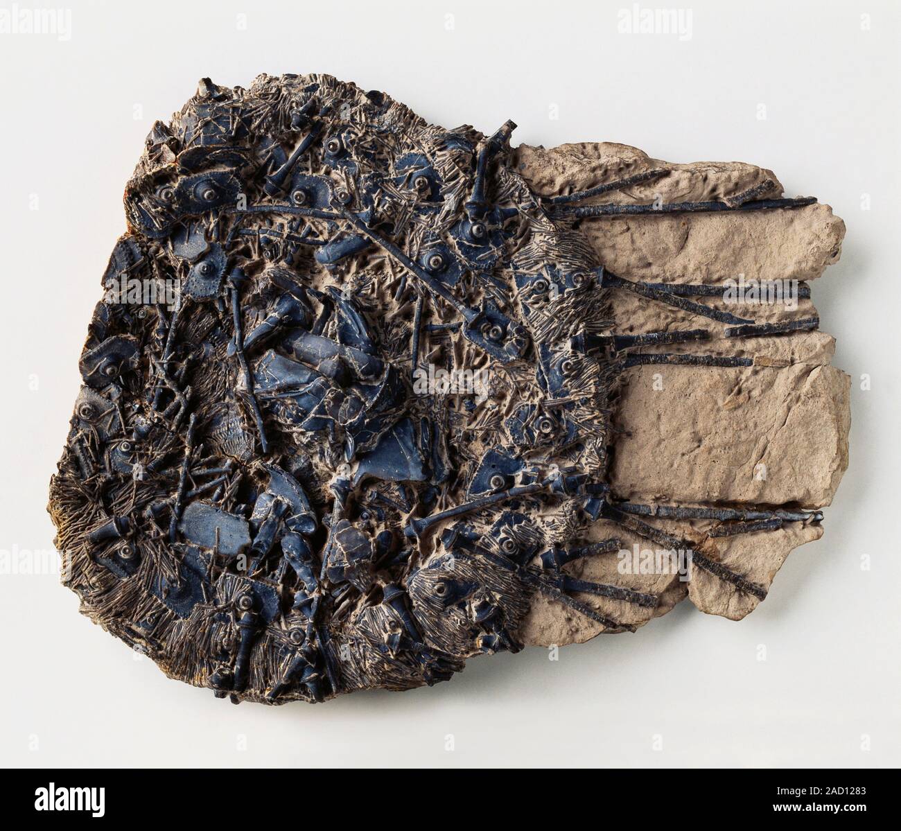 Archaeocidaris (Sea urchin) fossilised in limestone, Carboniferous era ...