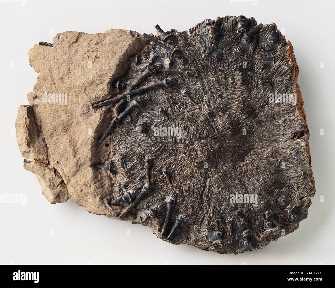 Archaeocidaris (Sea urchin) fossilised in limestone, Carboniferous era ...