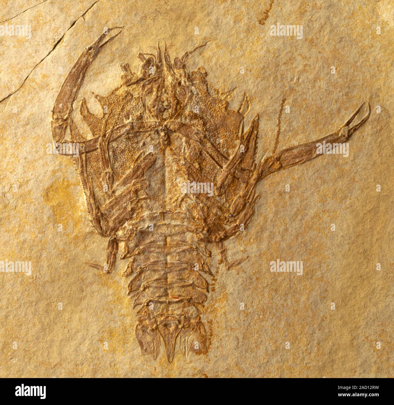 Eryon decapod crustacean, fossilised in limestone Stock Photo - Alamy