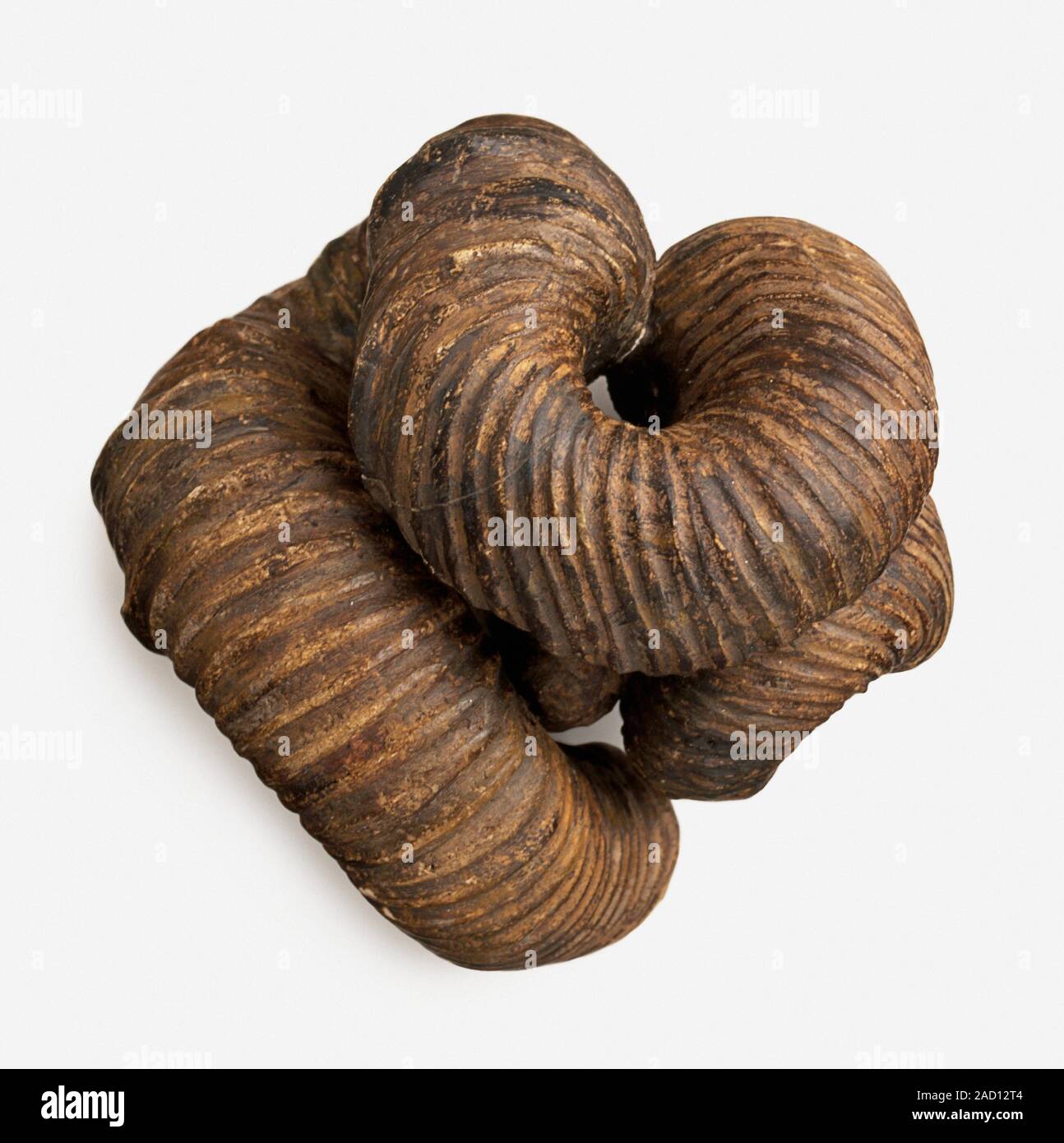 Nipponites mirabilis (Ammonite) twisted into coiling shape, late ...