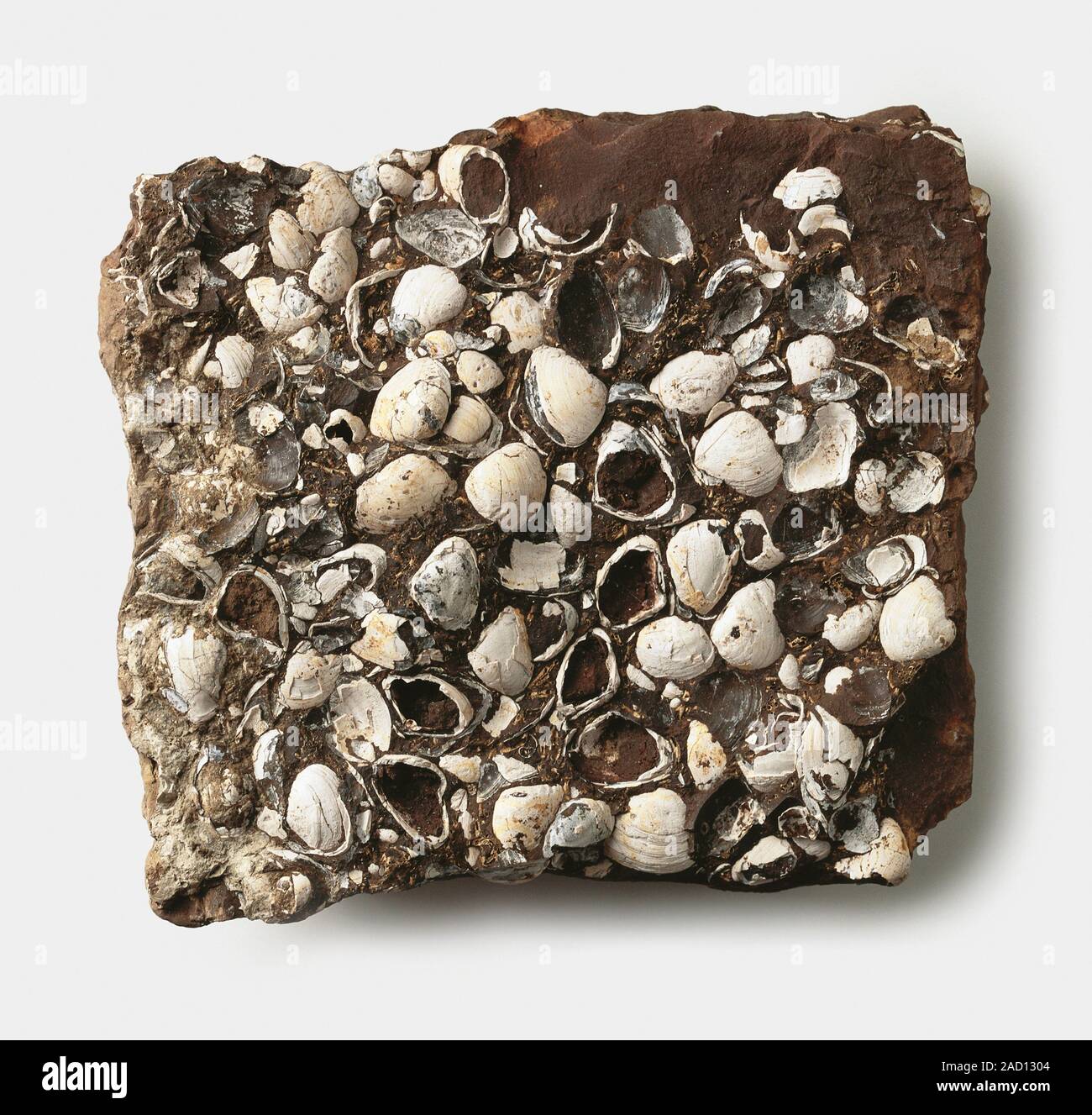 Potamomya plana (River clam) shells on slab, Eocene era Stock Photo - Alamy