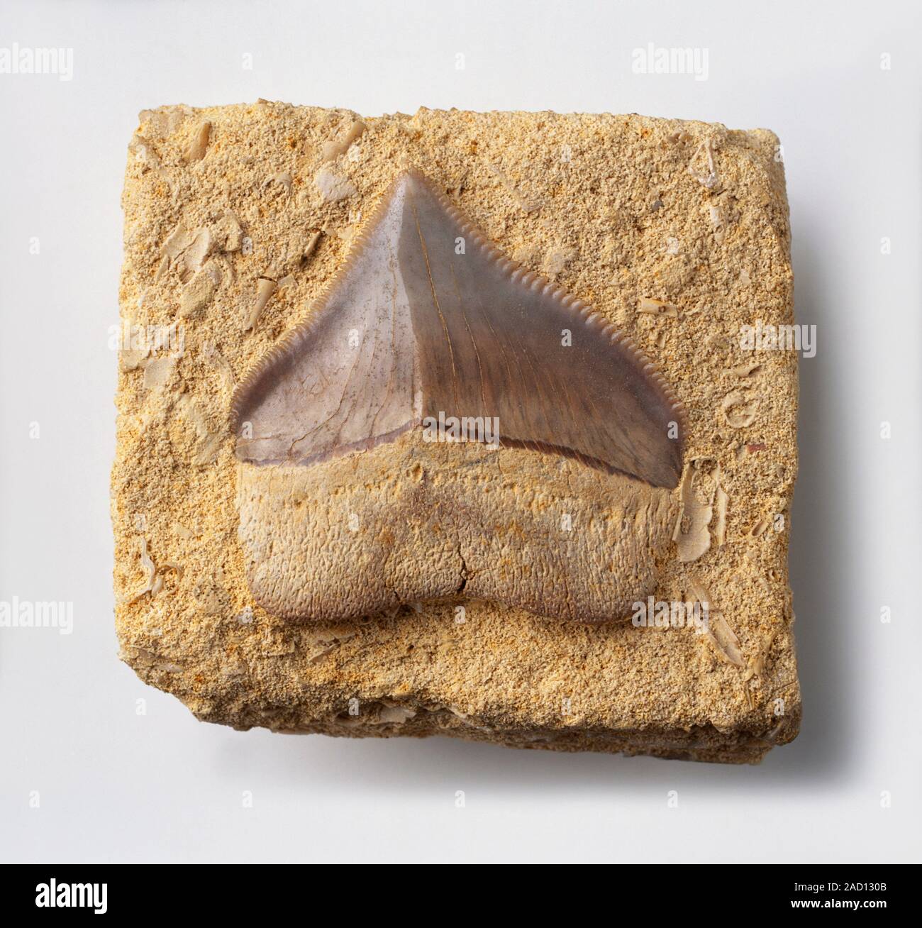 Fossilised tooth of Crow Shark (Squalicorax pristodontus Stock Photo ...