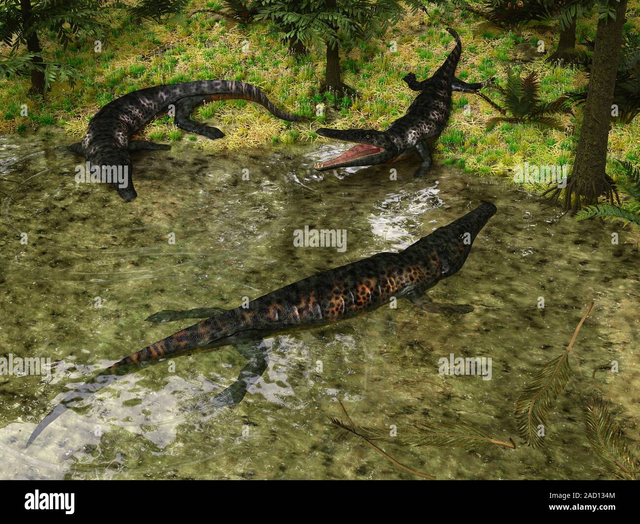 Archegosaurus amphibians. Illustration of three-metre-long temnospondyl ...