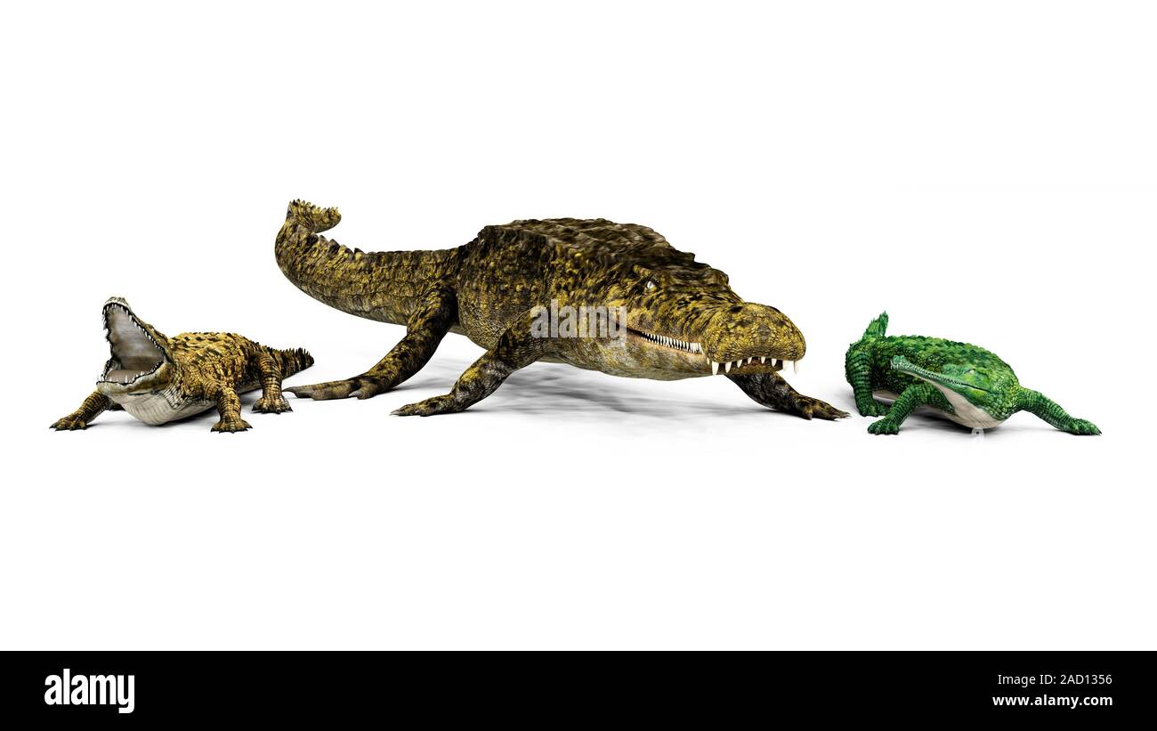 Sarcosuchus and crocodiles. Illustration of an adult crocodyliform ...