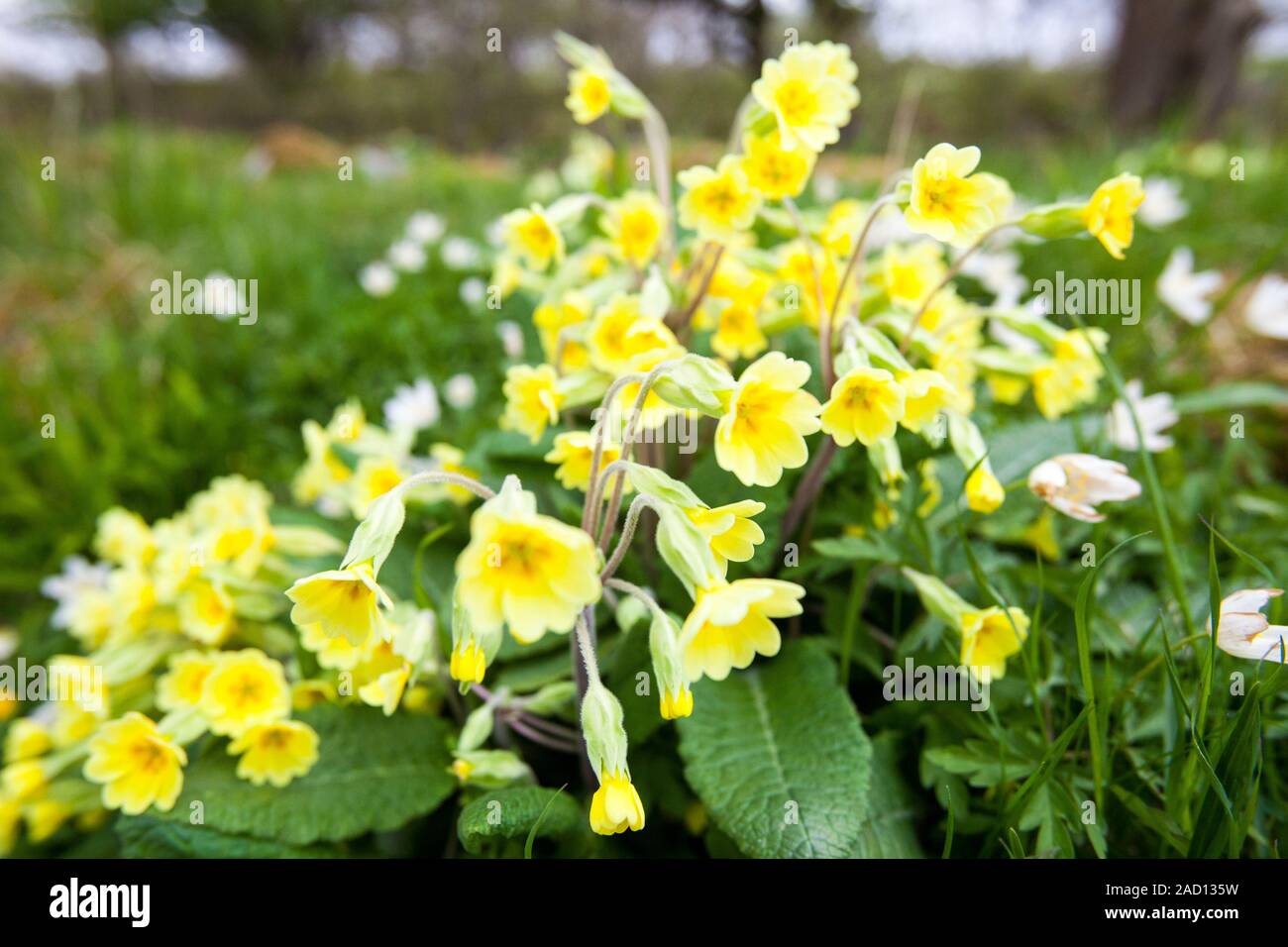 Oxlips growing in Oxenber woods above Austwick, Yorkshire Dales, UK ...