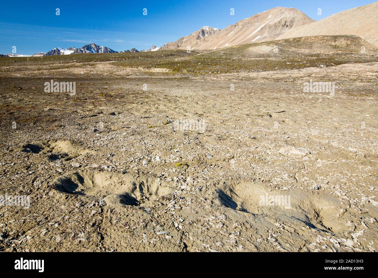 Polar Bear footprints in melting permafrost on Northern Svalbard Stock ...