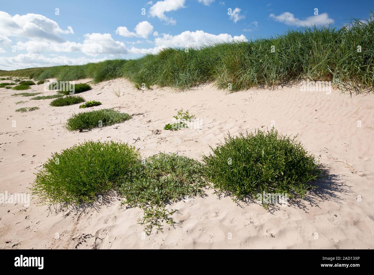 Sand dunes at Beadnell Bay, in Northumberland, UK Stock Photo - Alamy
