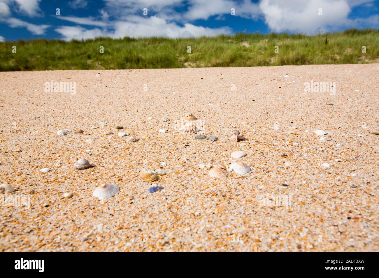 Shell sand on the beach with Limpet shells, Beadnell Bay, in ...