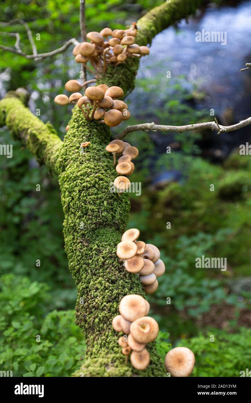 Fungi on an Oak tree branch at Rydal, Lake District, UK Stock Photo - Alamy
