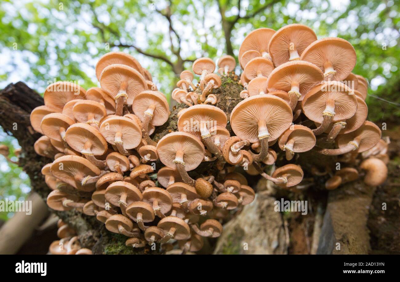 Fungi on an Oak tree branch at Rydal, Lake District, UK Stock Photo - Alamy
