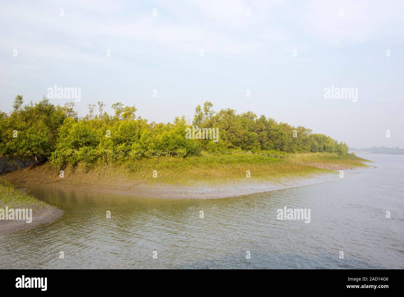 Mangroves in the Sunderbans, Ganges, Delta, India, the area is very low ...