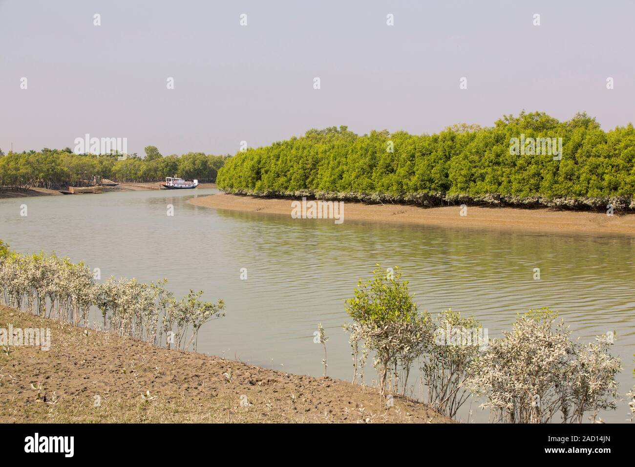Mangroves in the Sunderbans, Ganges, Delta, India, the area is very low ...