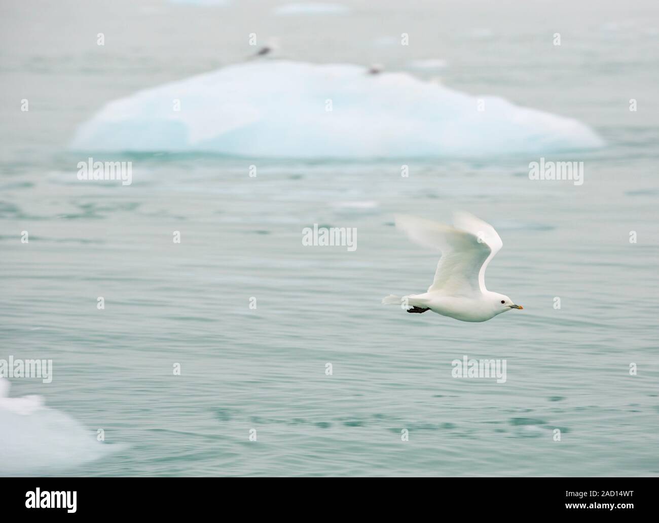 An Ivory Gull (Pagophila eburnea) on an iceberg in northern Svalbard in ...