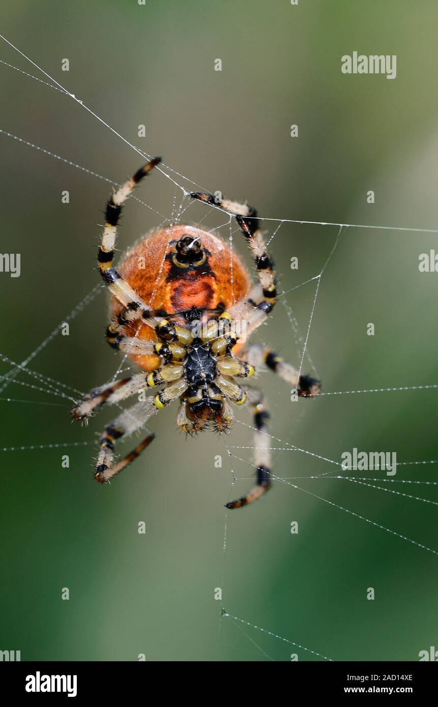 Orb weaver spider (Araneus quadratus) spinning its web. The spinnerets ...