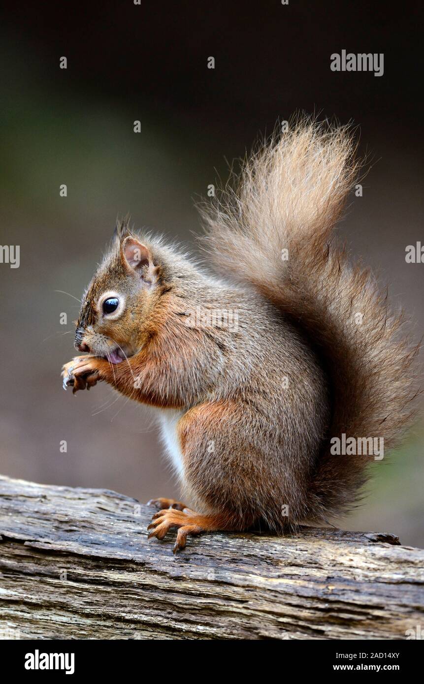 Red squirrel grooming. Eurasian red squirrel (Sciurus vulgaris) on a ...