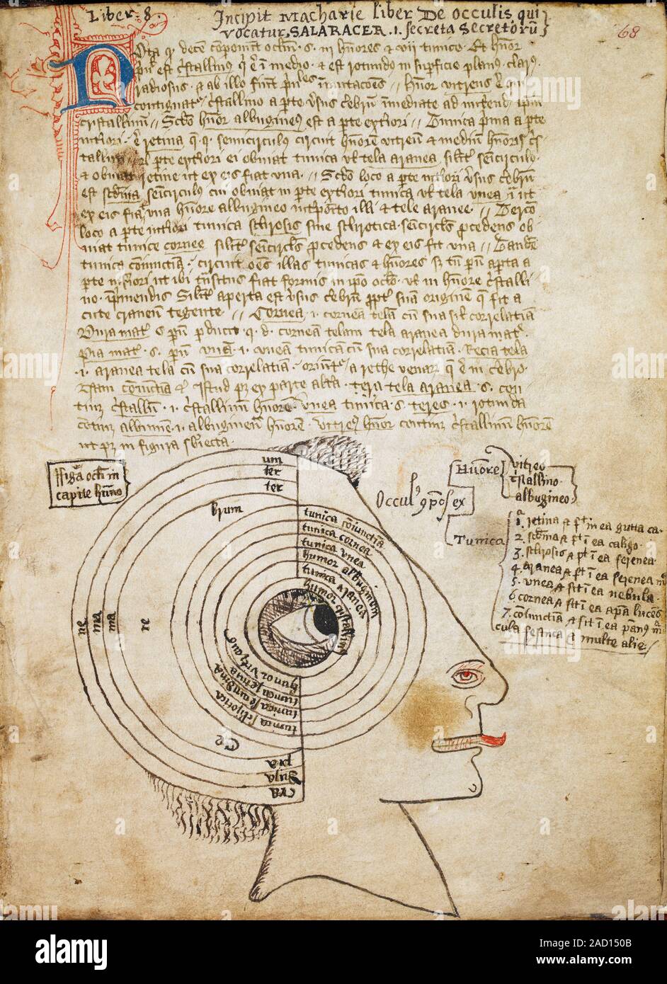 Eye anatomy. Medieval manuscript page illustrating the anatomy of the ...