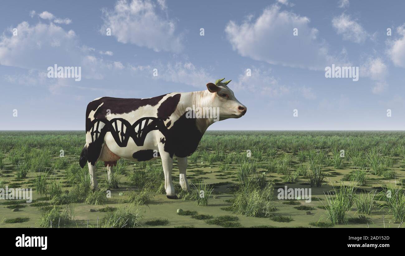Cow with DNA strand sign Stock Photo - Alamy