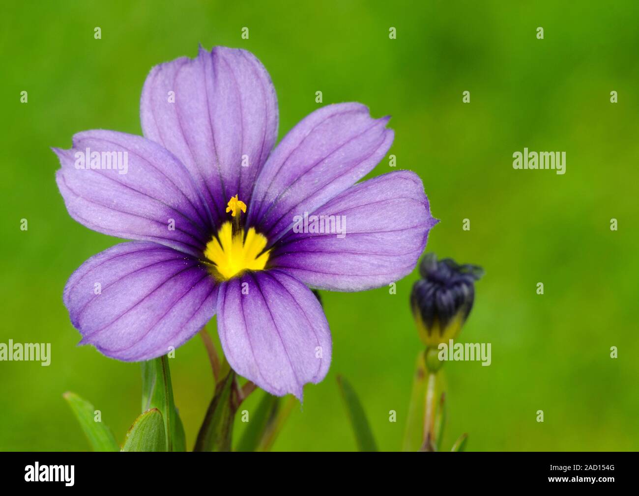 Close-up of a single Sisyrinchium 'Saphine' flower growing in West Acre ...
