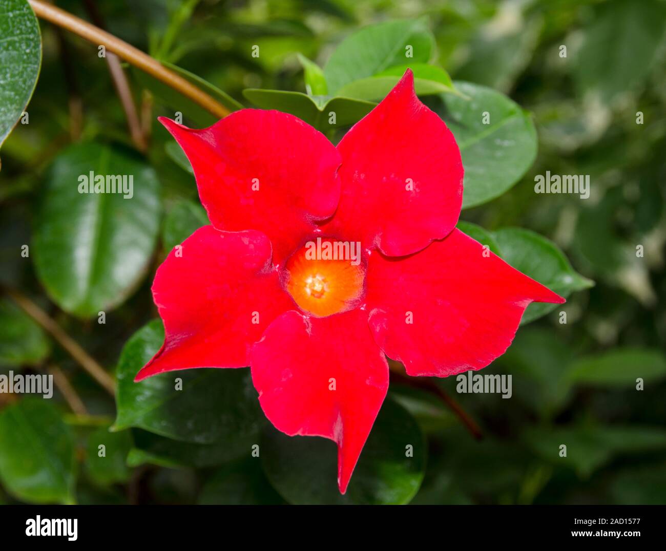 Close up of a bright red mandevilla flower (Mandevilla splendens ...