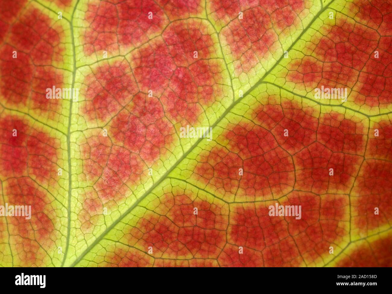 A macro abstract image of a colourful red leaf showing its intricate ...
