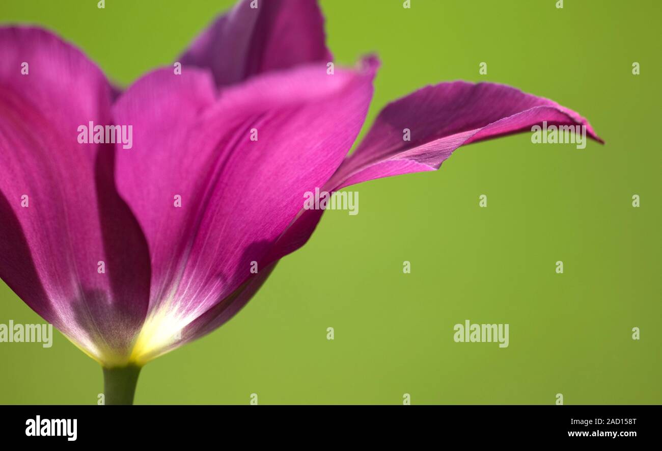 Close-up abstract of the petals of a deep pink tulip in a Norfolk ...