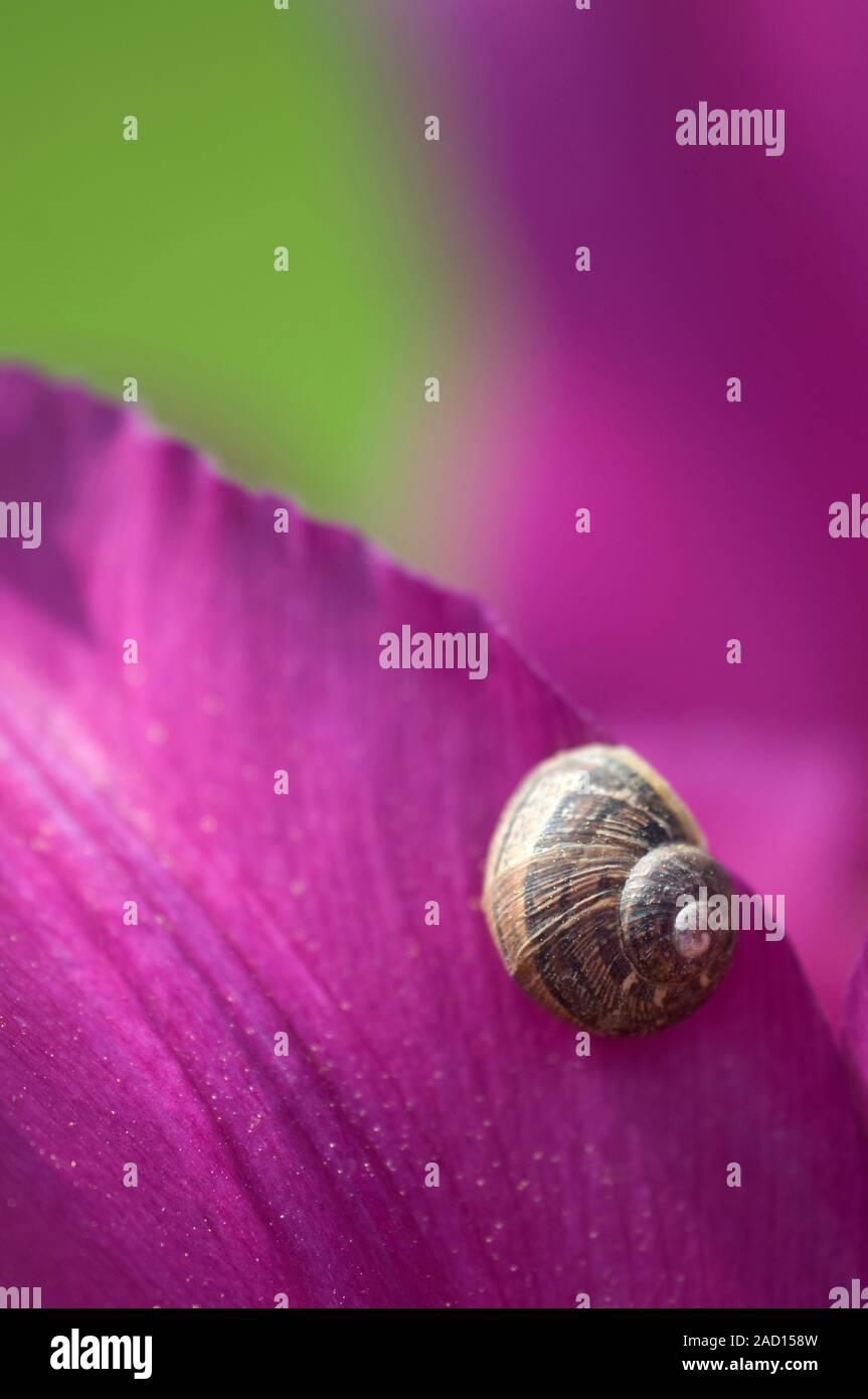 Close-up abstract of a small snail on the petals of a deep pink tulip ...