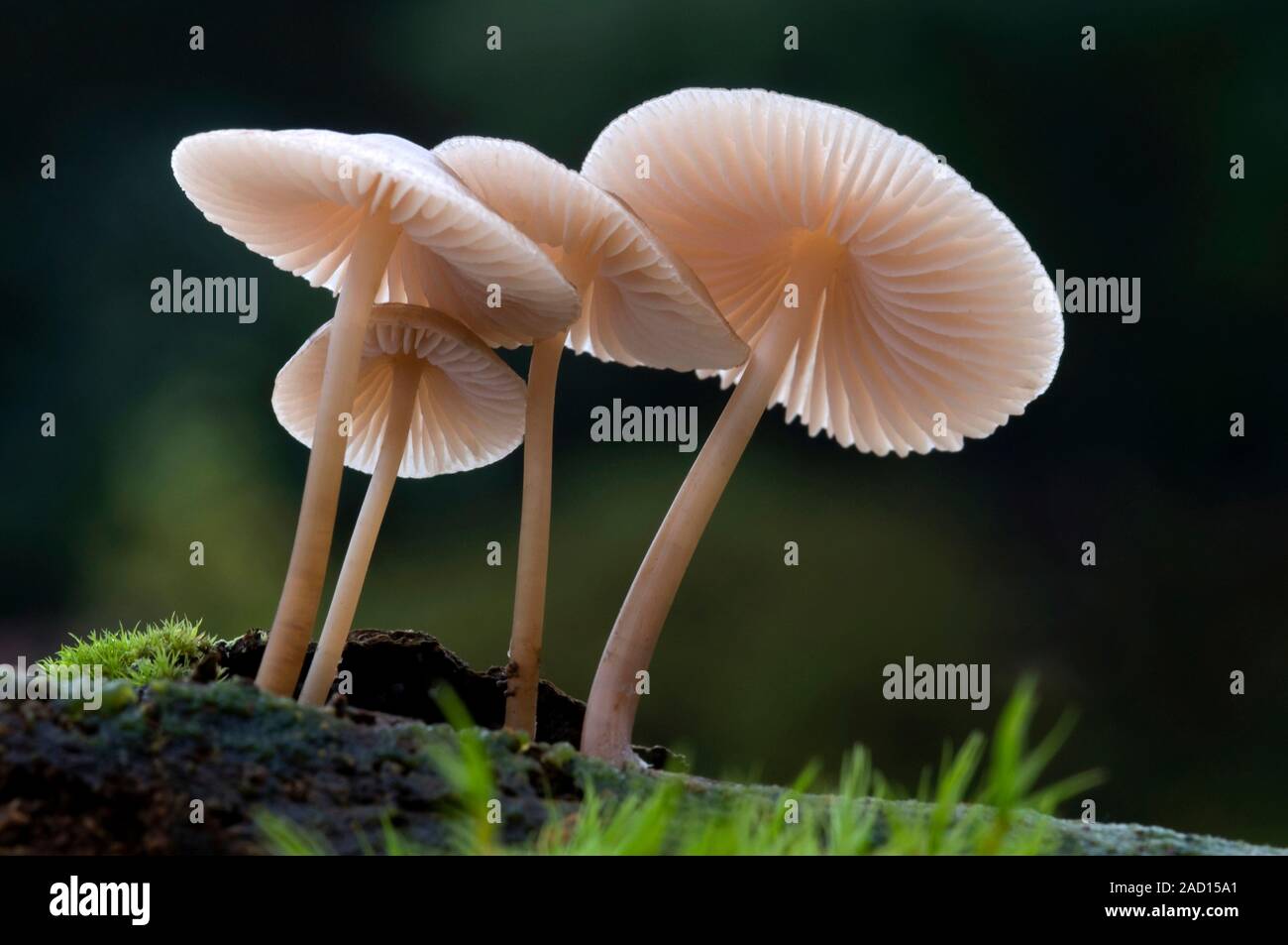 A wide-angle view of a group of rooting bonnet-cap fungus (Mycena ...