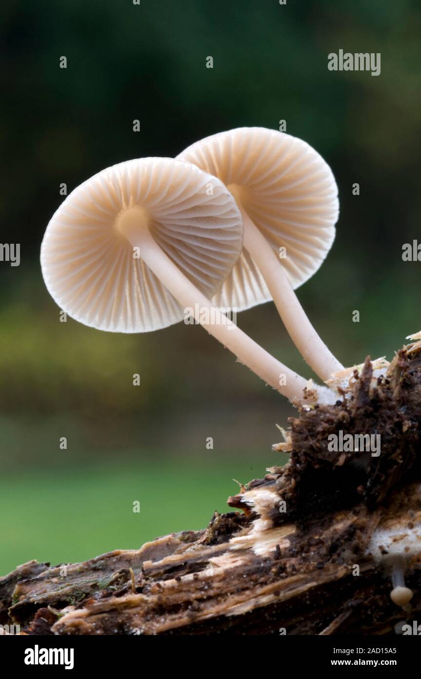 A wide-angle view of a group of rooting bonnet-cap fungus (Mycena ...