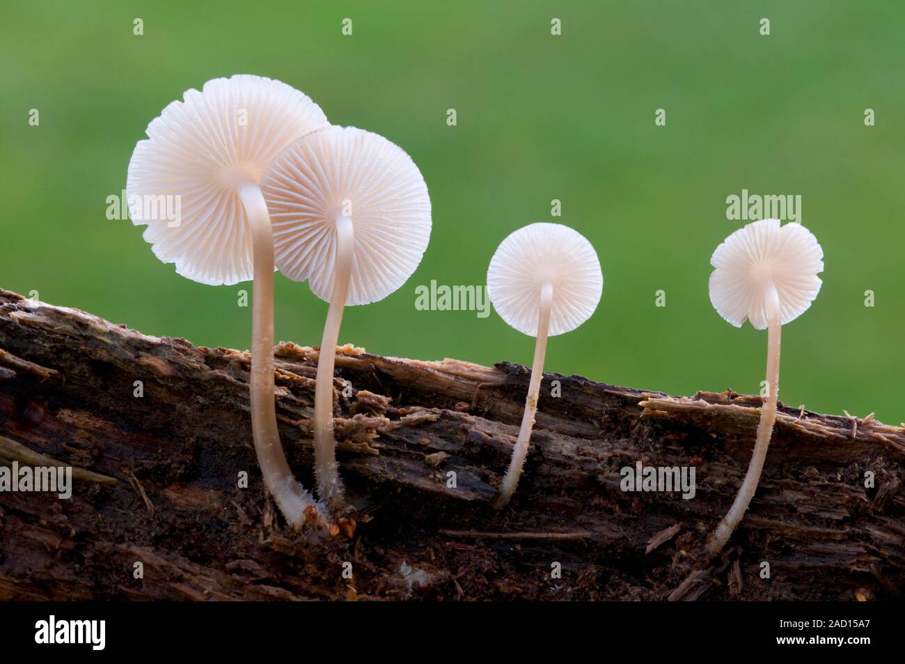 A close-up view of a group of rooting bonnet-cap fungus (Mycena ...