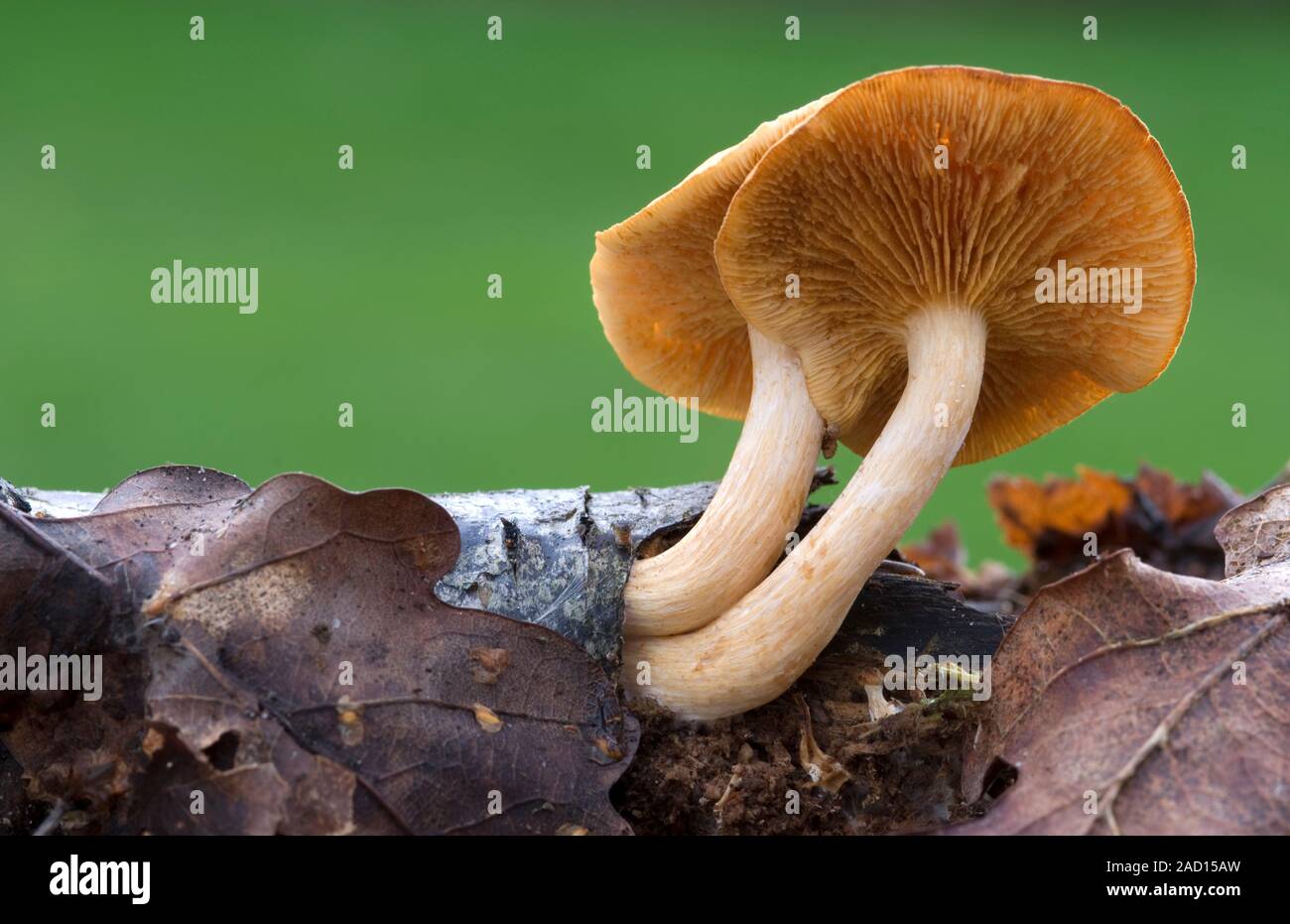 Close-up of a pair of common rustgill or freckled flame-cap fungus ...