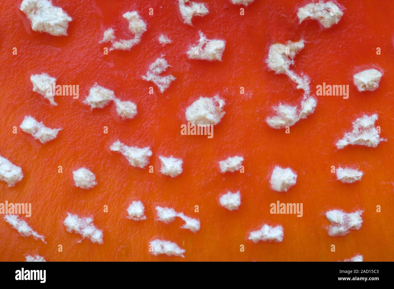 Close-up abstract of the surface pattern and texture of the cap of a ...