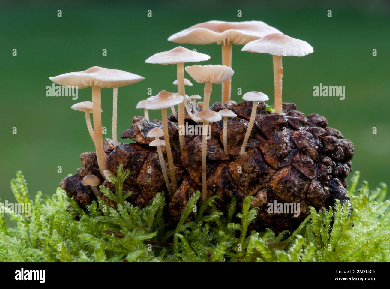Close up profile of a large group of conifer cone cap fungi (Baeospora ...