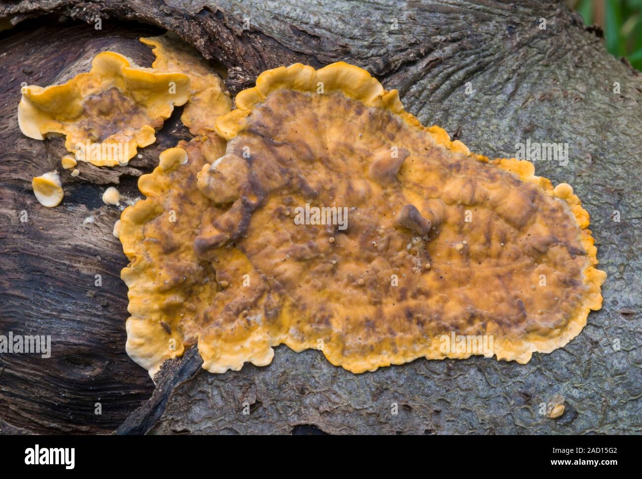Close-up of a small patch of bleeding broadleaf crust fungus (Stereum ...