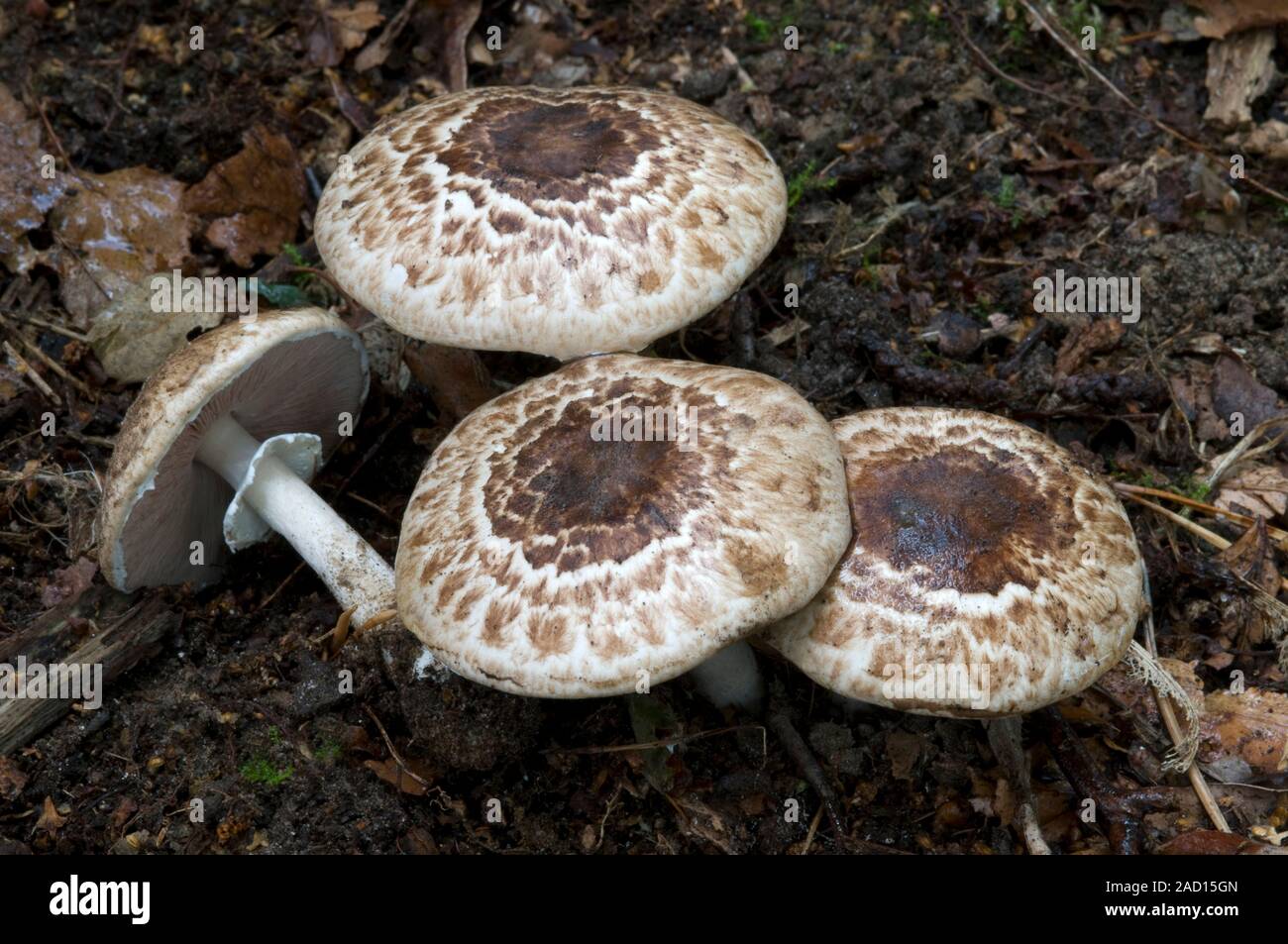 A group of blushing wood mushroom (Agaricus silvaticus) growing under ...