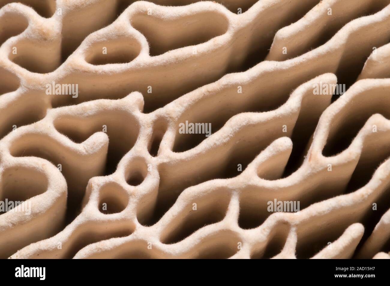 Close-up abstract of the intricate pore structure of an oak mazegill ...