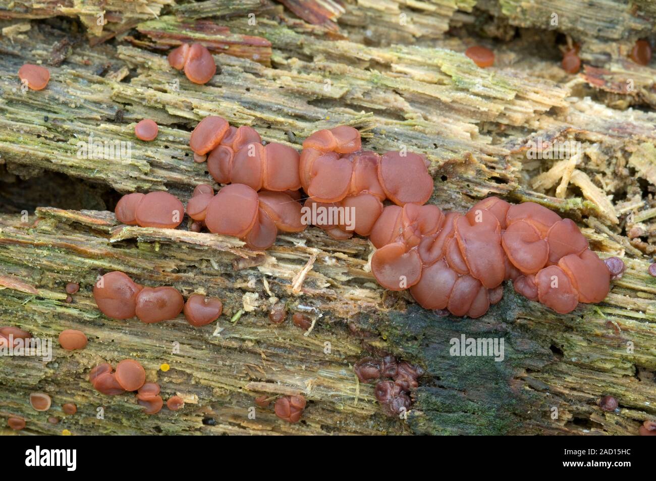 Close-up of a patch of purple jelly-cup fungus (Ascocoryne sarcoides ...