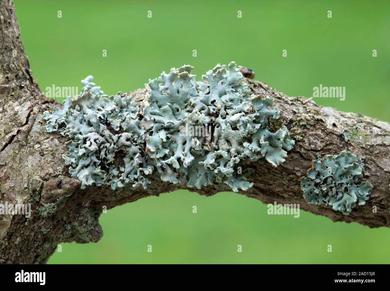Close-up of a patch of tube lichen (Hypogymnia tubulosa) growing on a ...