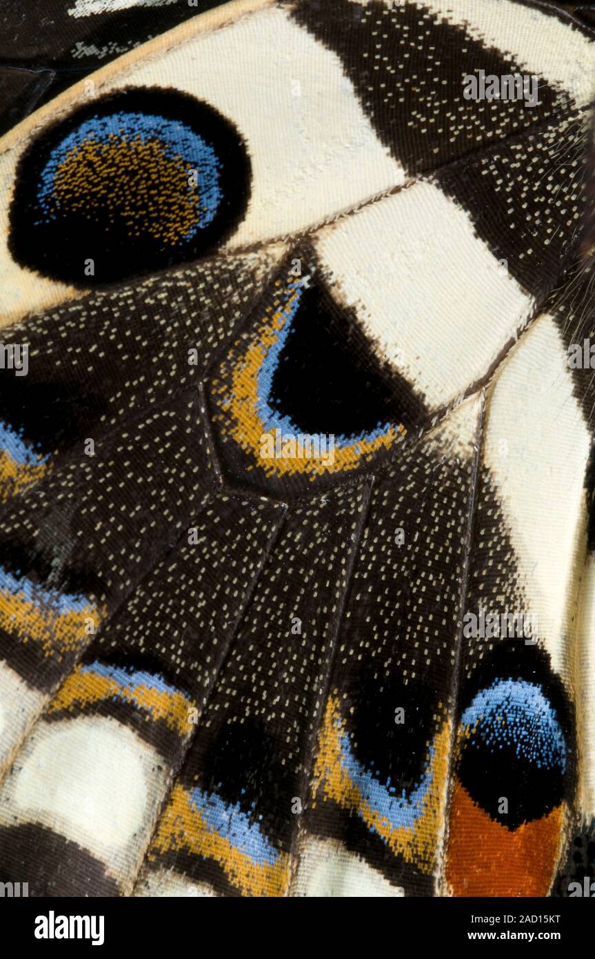 Close-up abstract image of an underside hindwing section of a Japanese ...