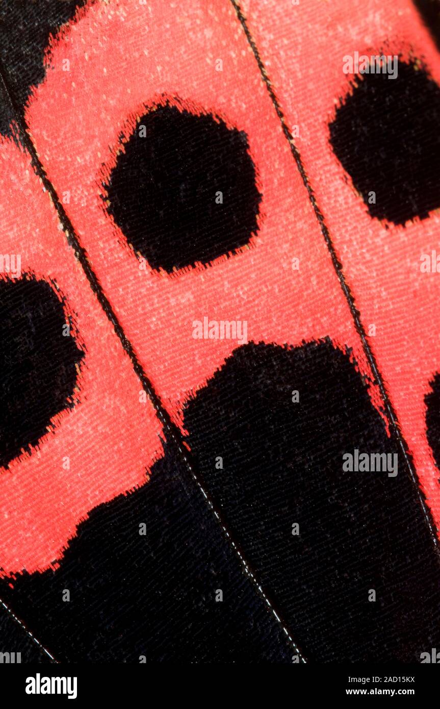 Close-up abstract image of an underside hindwing section of a Scarlet ...