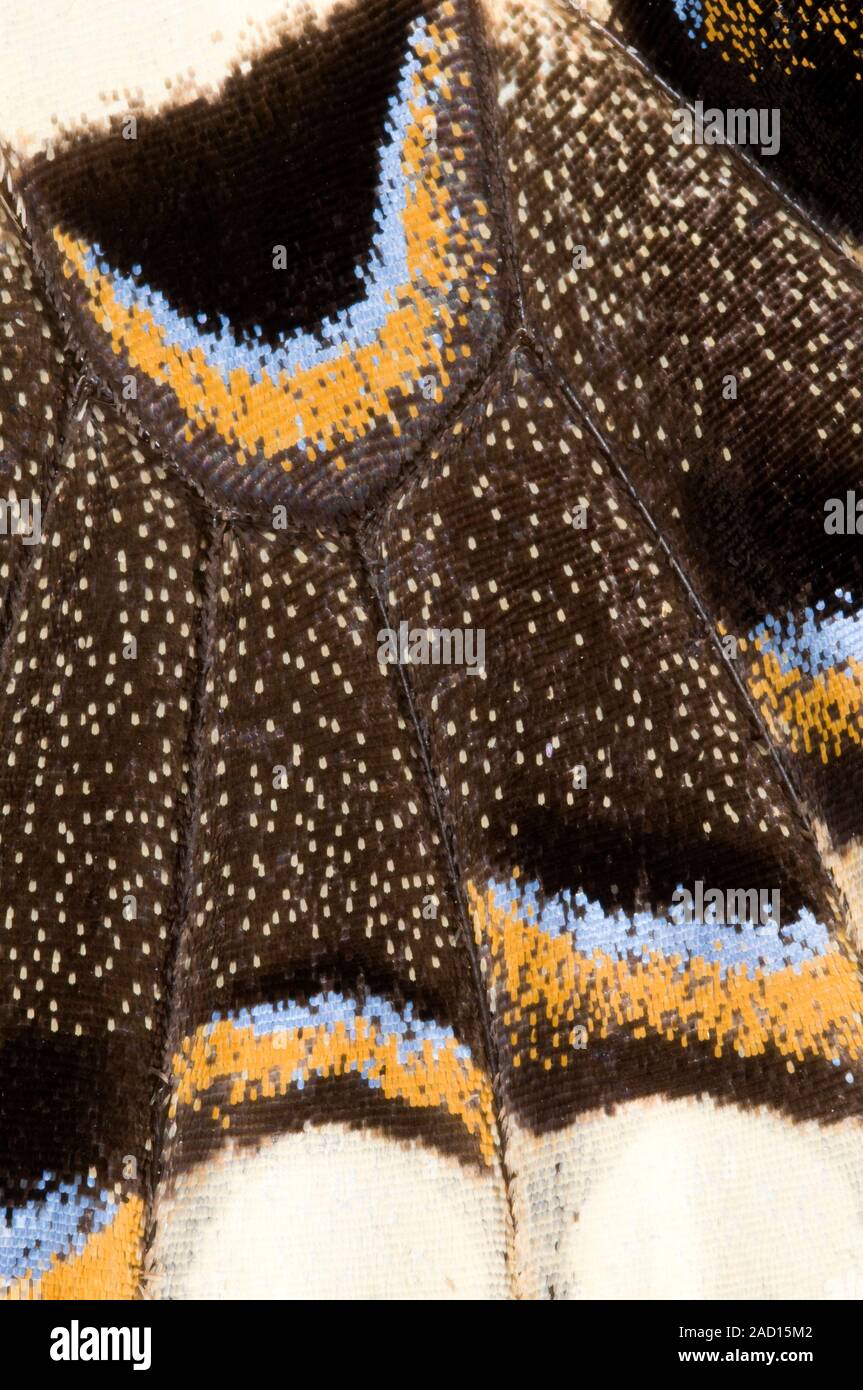Close-up abstract image of an underside hindwing section of a Japanese ...
