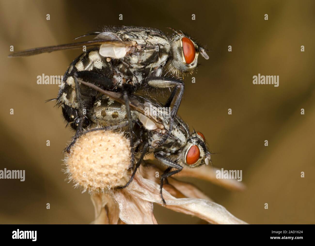 Close-up of a pair of Flesh-flies (Sarcophaga carnaria) mating on a ...