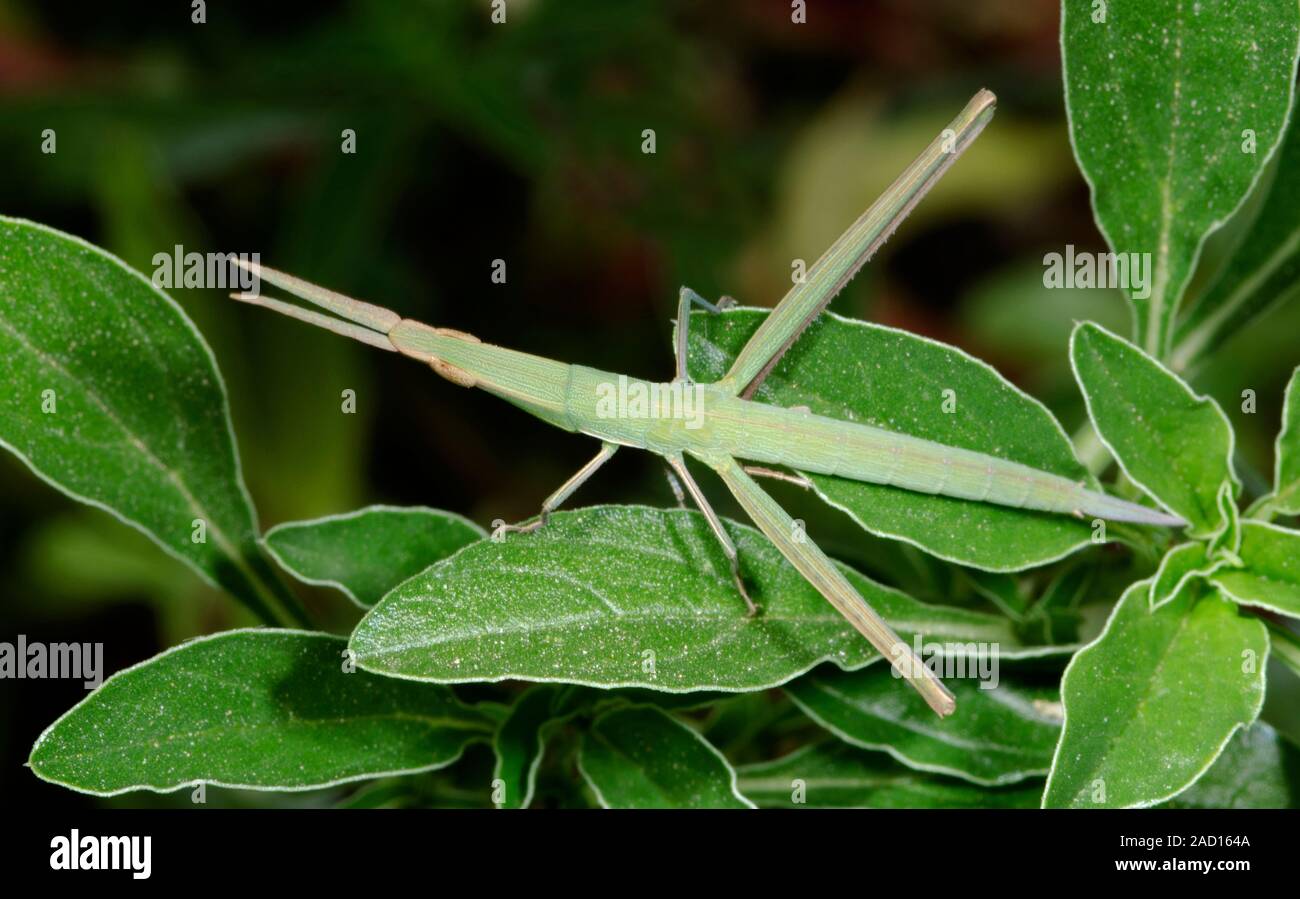Close-up of a juvenile Mediterranean slant-faced grasshopper (Acrida ...