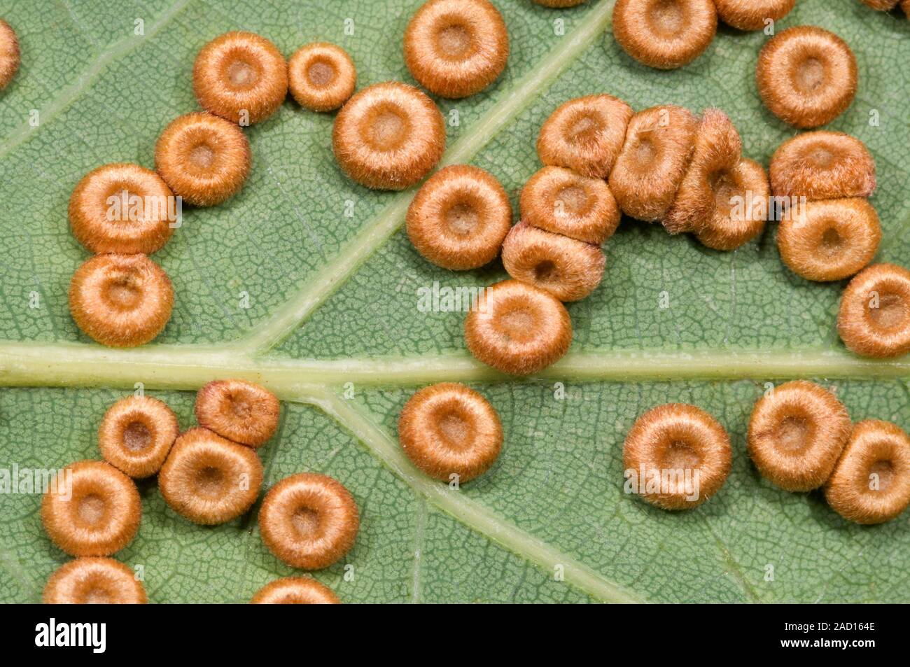 Close up of a cluster of silk button spangle galls attached to the ...