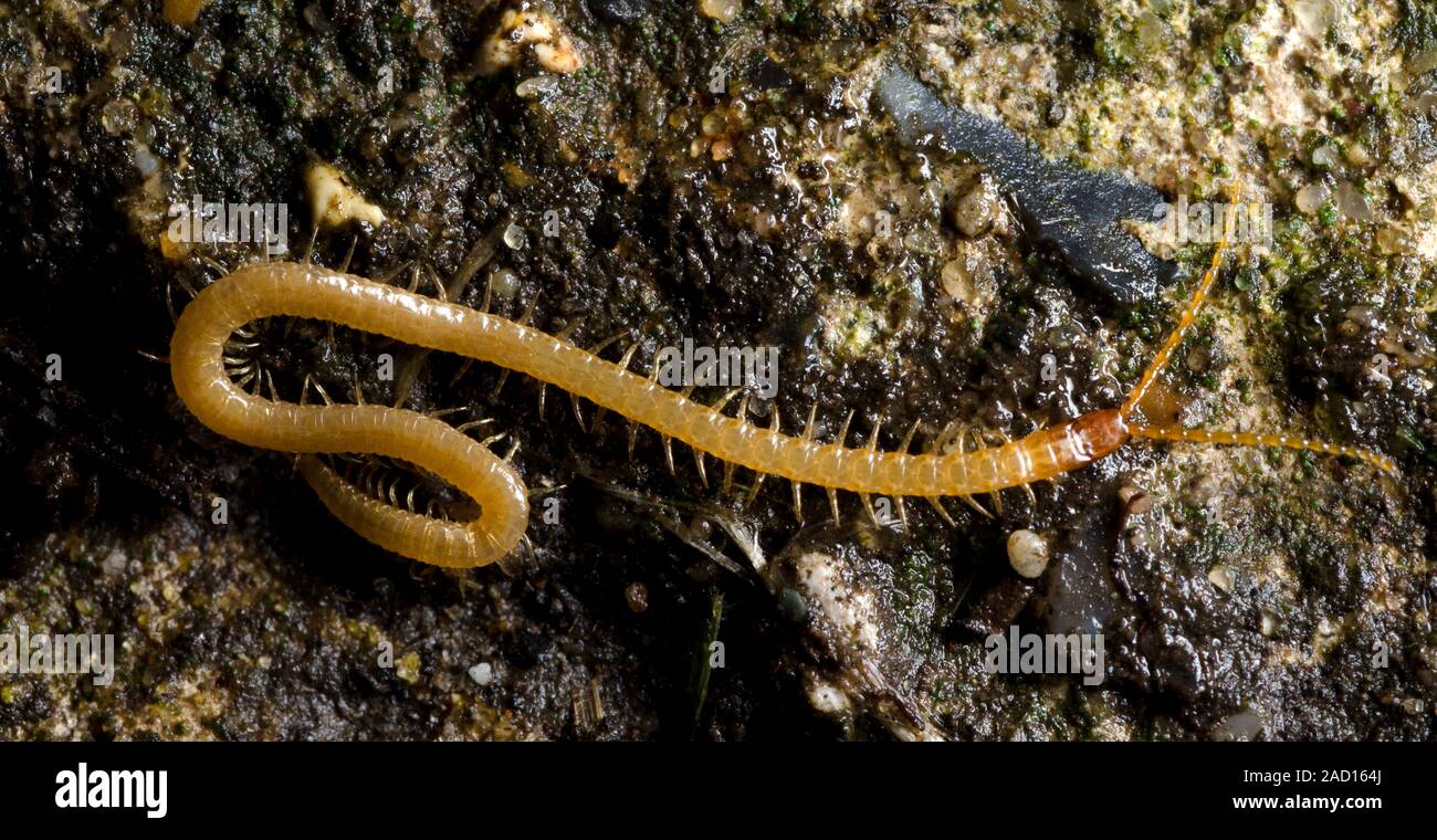Close-up of a Western yellow centipede or Burrowing centipede ...