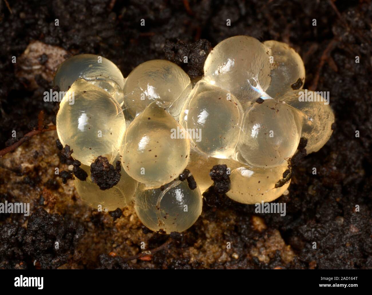 Close-up of the egg cluster of a Yellow Slug (Limax flavus) amongst ...