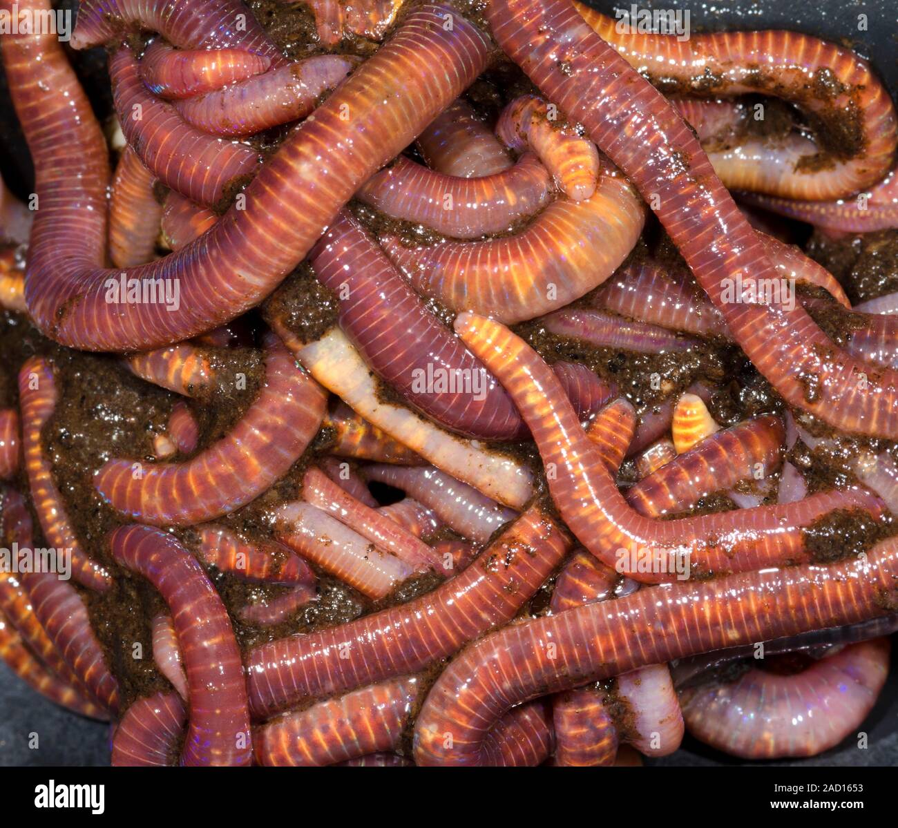 Close-up abstract of a mass of Brandling worms or Red worms (Eisenia fetida) on the underside of ...